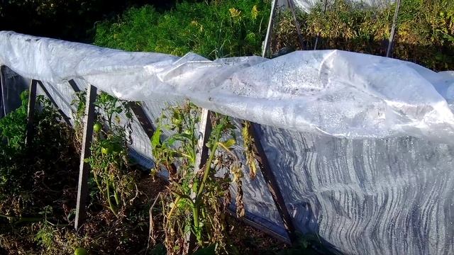 29 09-05 10 2020г томаты-результат