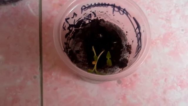 Семена с Китая