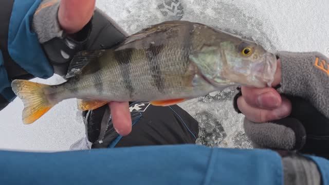 КАК ТРЕЩИТ ЛЕД. Зимняя блесна. Рыбалка в мороз. Февраль 2025