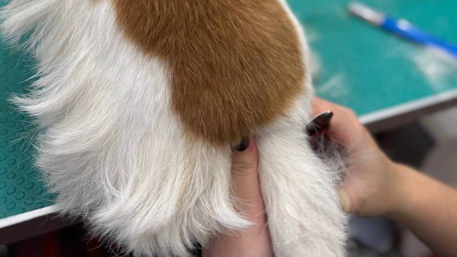 Как часто проводить тримминг: советы от профессионала