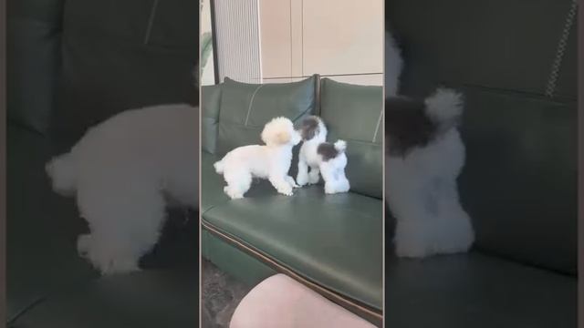 Сборник забавных и смешных видео о домашних животных – Эпизод 50