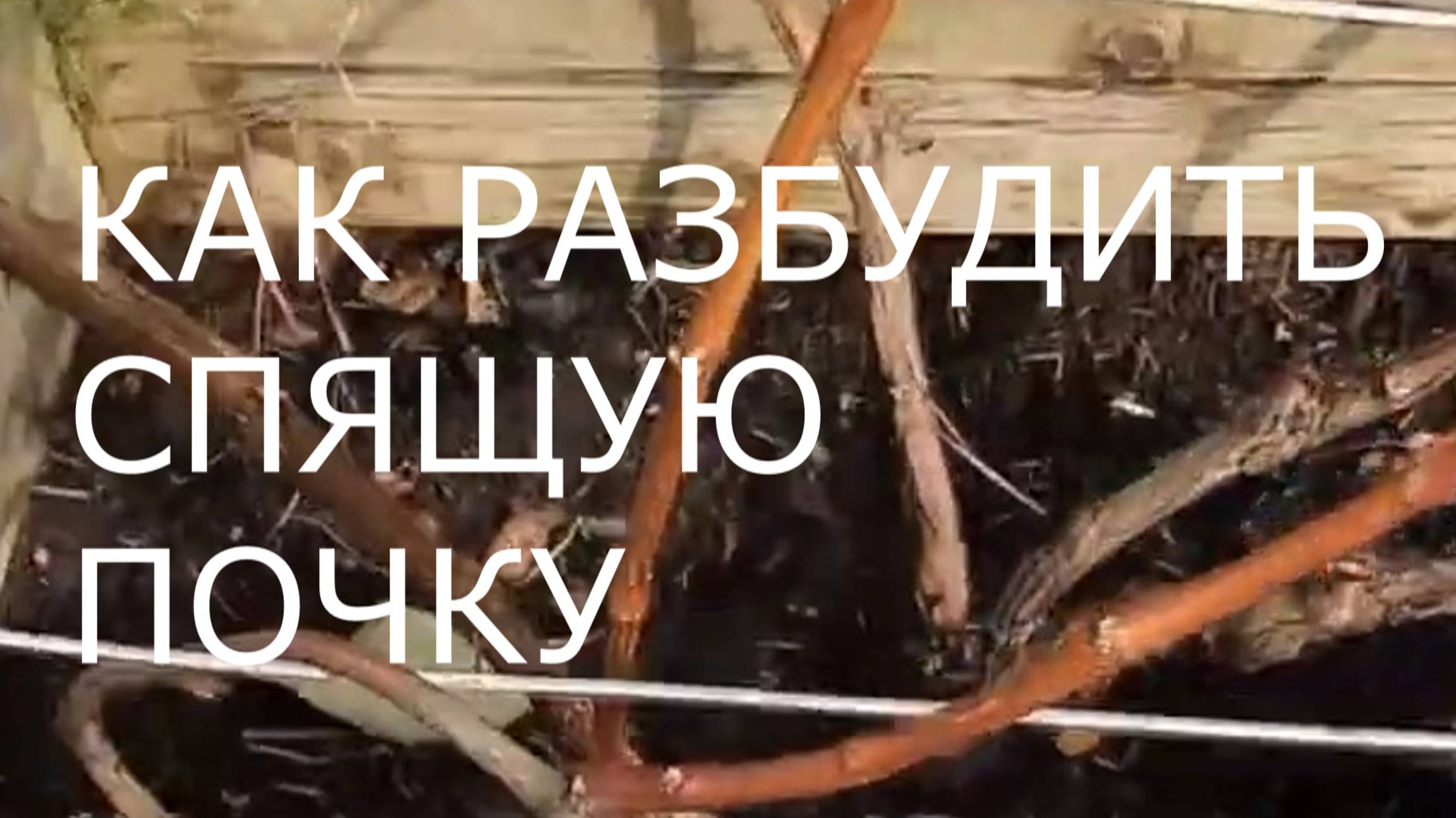 Итог пробуждения,спящей почки, саженца винограда при помощи "БАННЫХ" процедур.