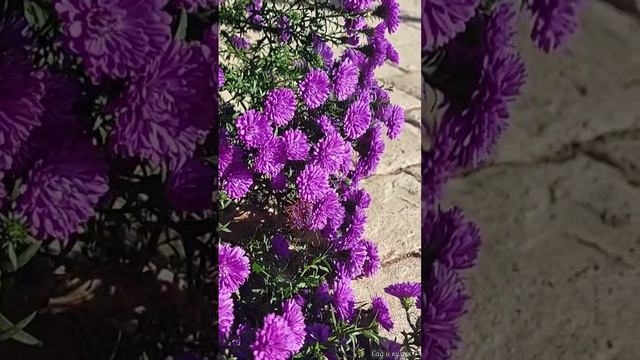 Сентябринки. 9 сортов в моём саду.