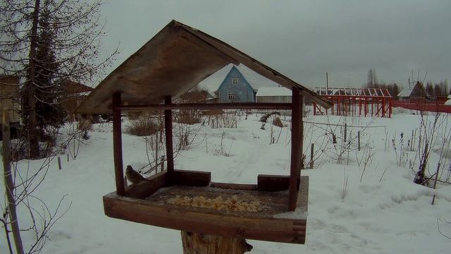 25 03 2020г наши дикие питомцы