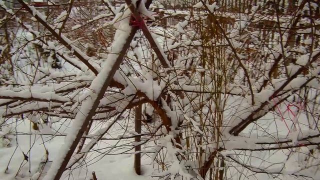 26 11 2020г на даче.Баня.Брусовица.Хризантемы зимовать.