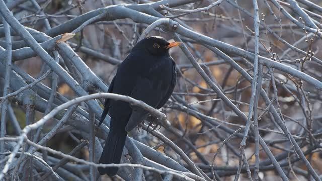 Заметки кавказского натуралиста 30.01.25. Ессентуки