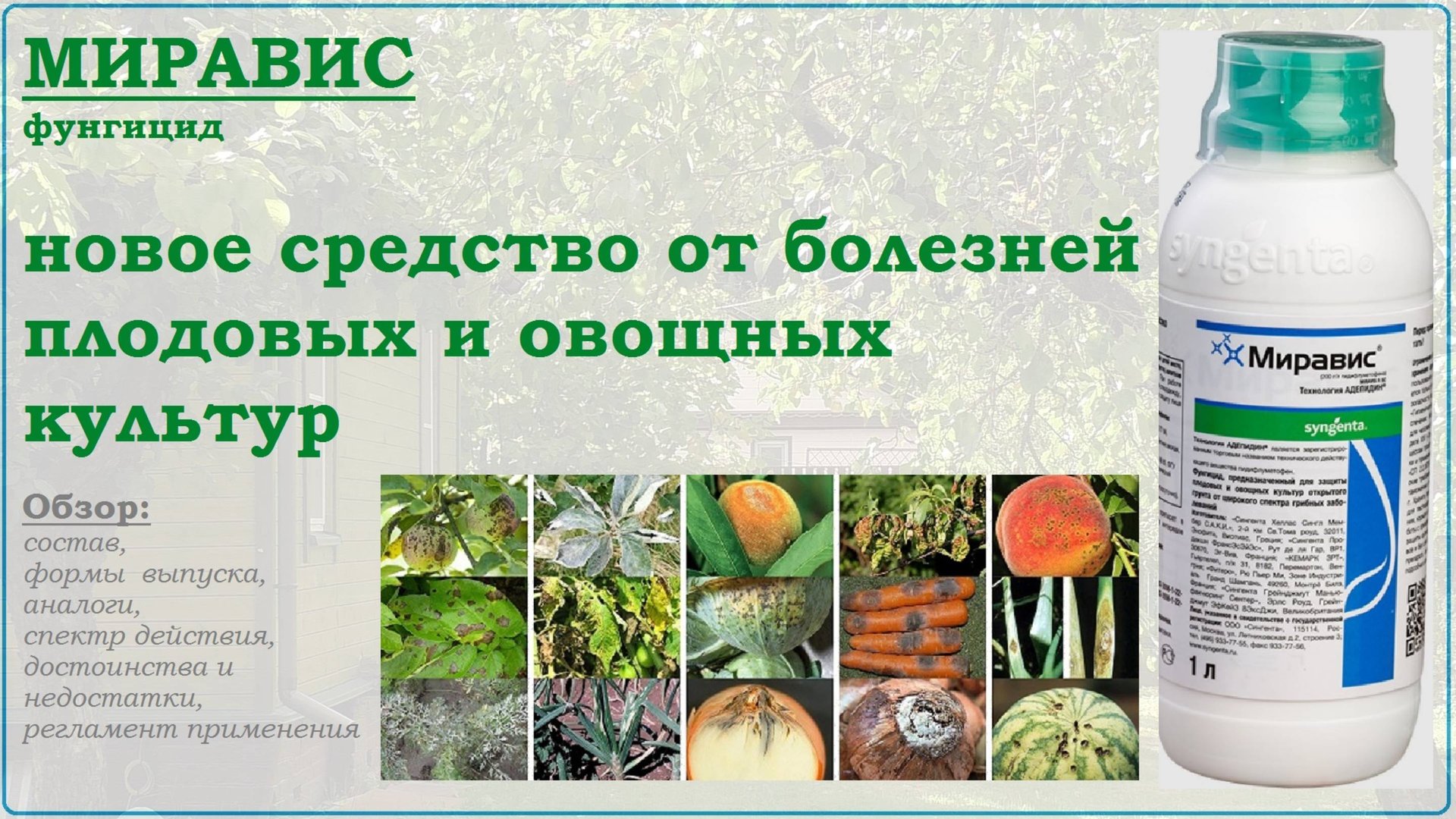 Миравис- новое средство от болезней плодовых и овощных культур.Обзор фунгицида