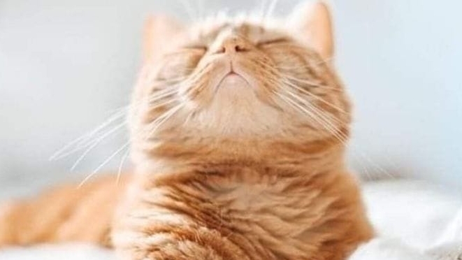 Белый день 2025 1 "Б"