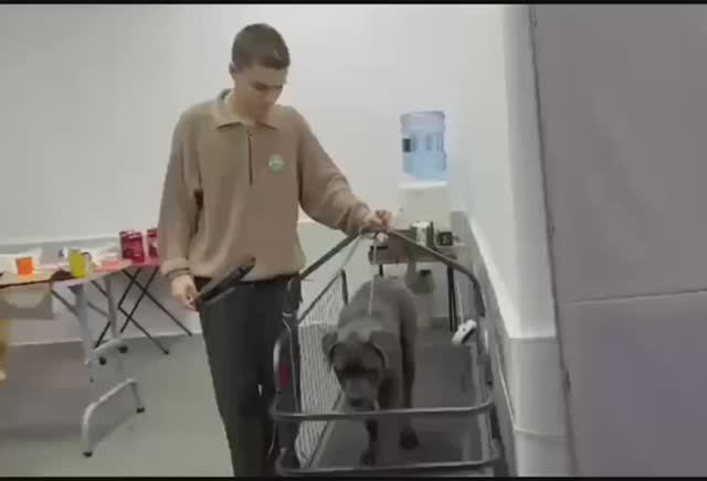 Николай Долматов: АГРО-будущее ветеринара