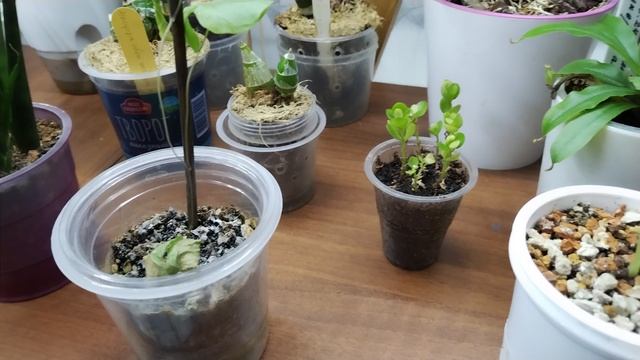 Диоскорея Элифантипес. Нам пол года 💞