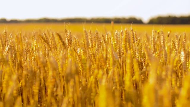 ВАЛЕРИЙ СЁМИН - ДЕРЕВЕНЬКА ТЫ МОЯ ( ПЕСНИ ПРО ДЕРЕВНЮ)