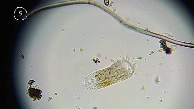 ПРОТИСТЫ ВОДОЕМОВ: ЗАДАНИЕ