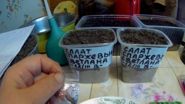 посадка лука шалот и салата спаржевого