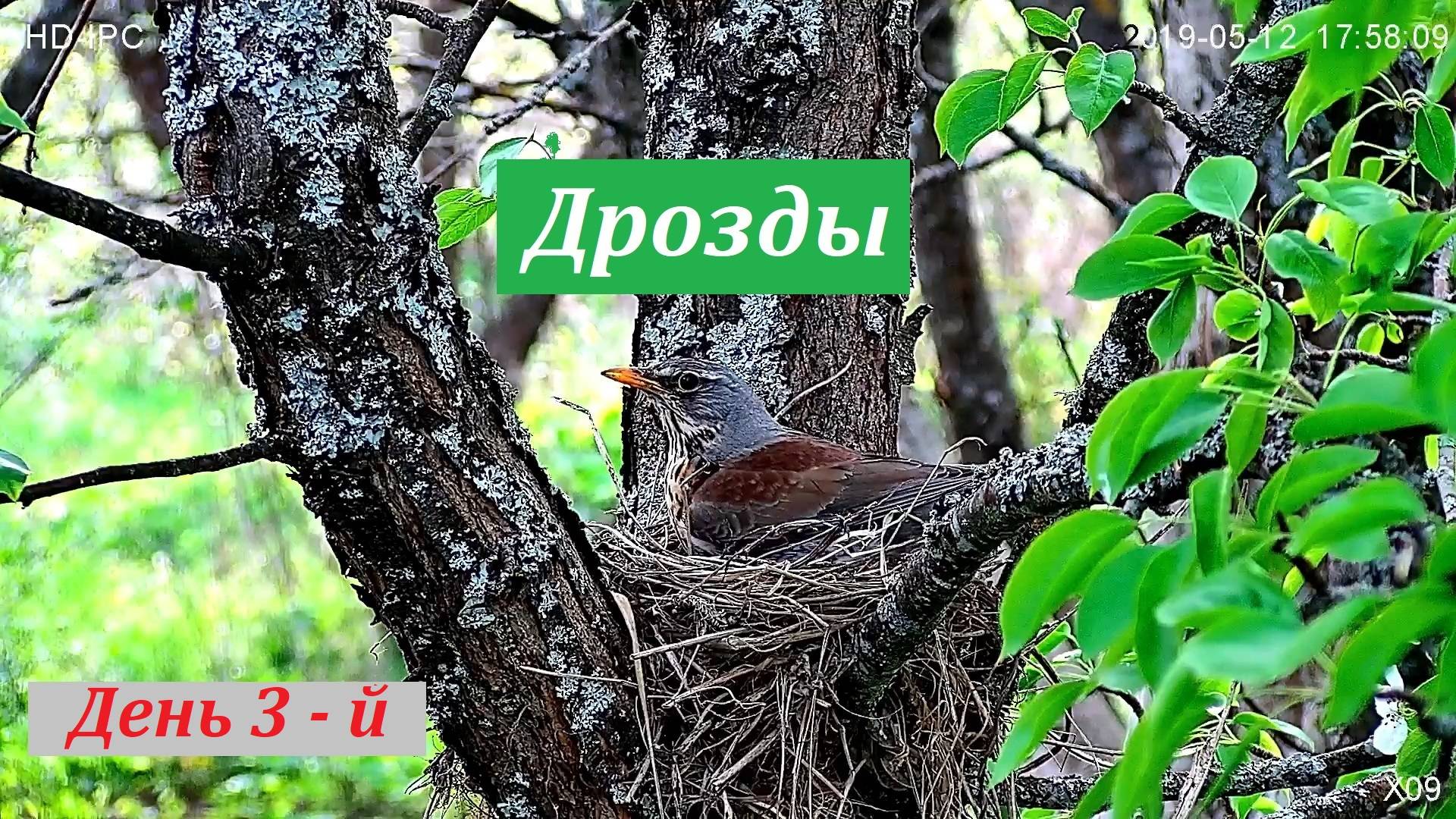 История одной птичьей семьи. День 3-й. Сериал