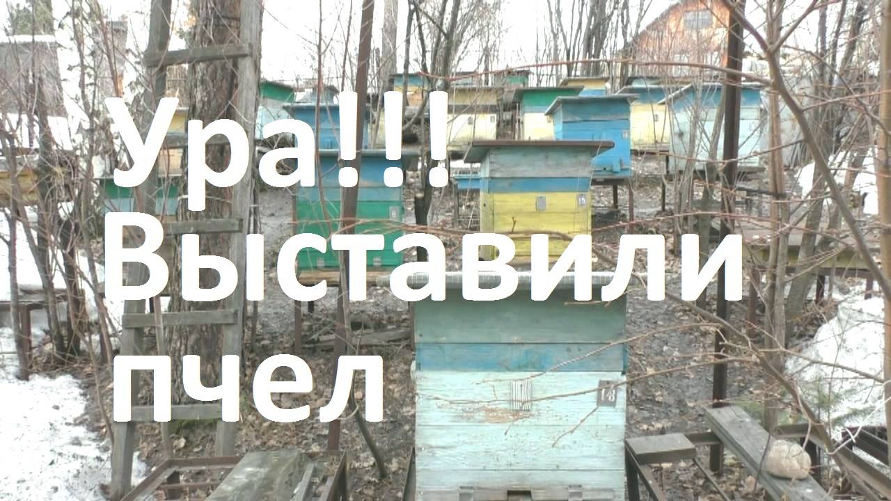 Весна. Мои первые действия на пасеке