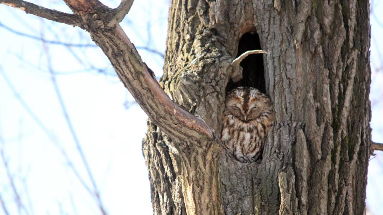 12.02.2025, А.В. Шариков, Методы учета совообразных, Часть-1