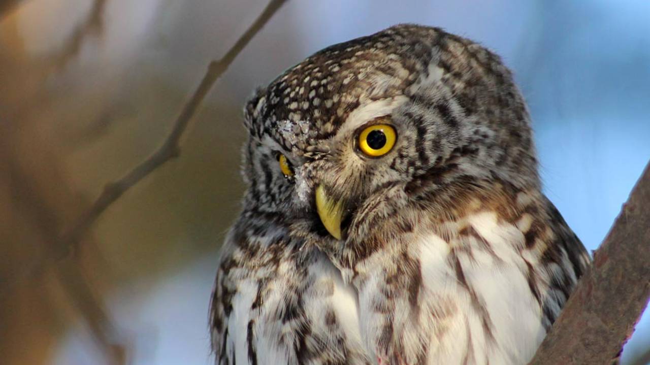 12.02.2025, А.В. Шариков, Методы учета совообразных, Часть-2