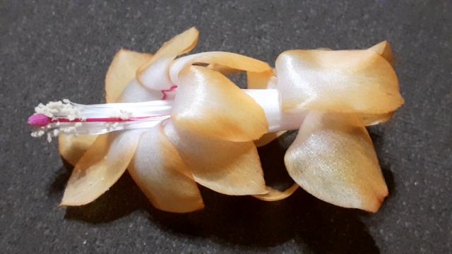 шлюмбергера TEA ROSE