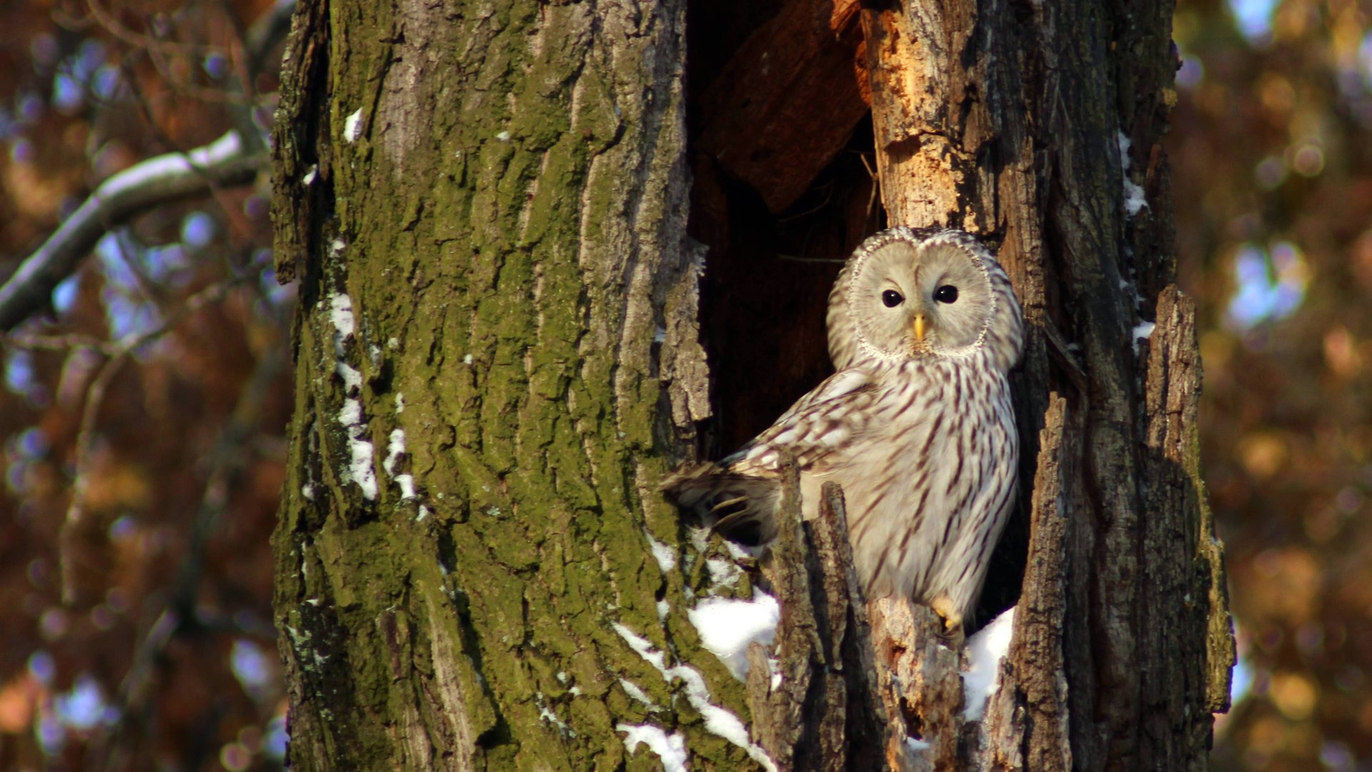 12.02.2025, А.В. Шариков, Методы учета совообразных, Часть-5