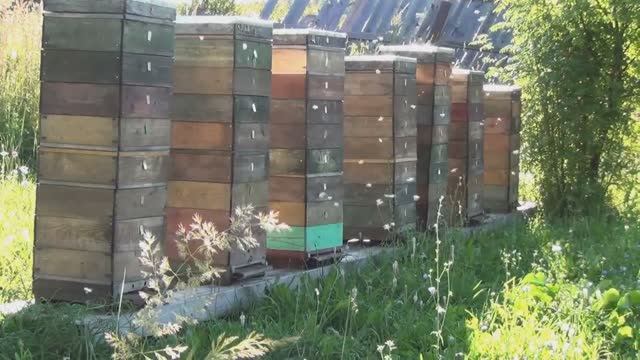 Отбираем и качаем мёд.