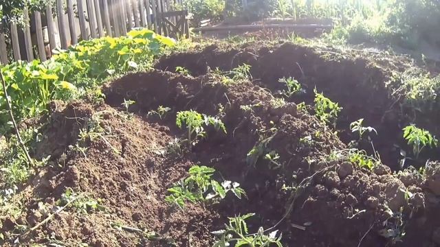 Выращиваю вкусные Помидоры 🍅 в Летний✨период