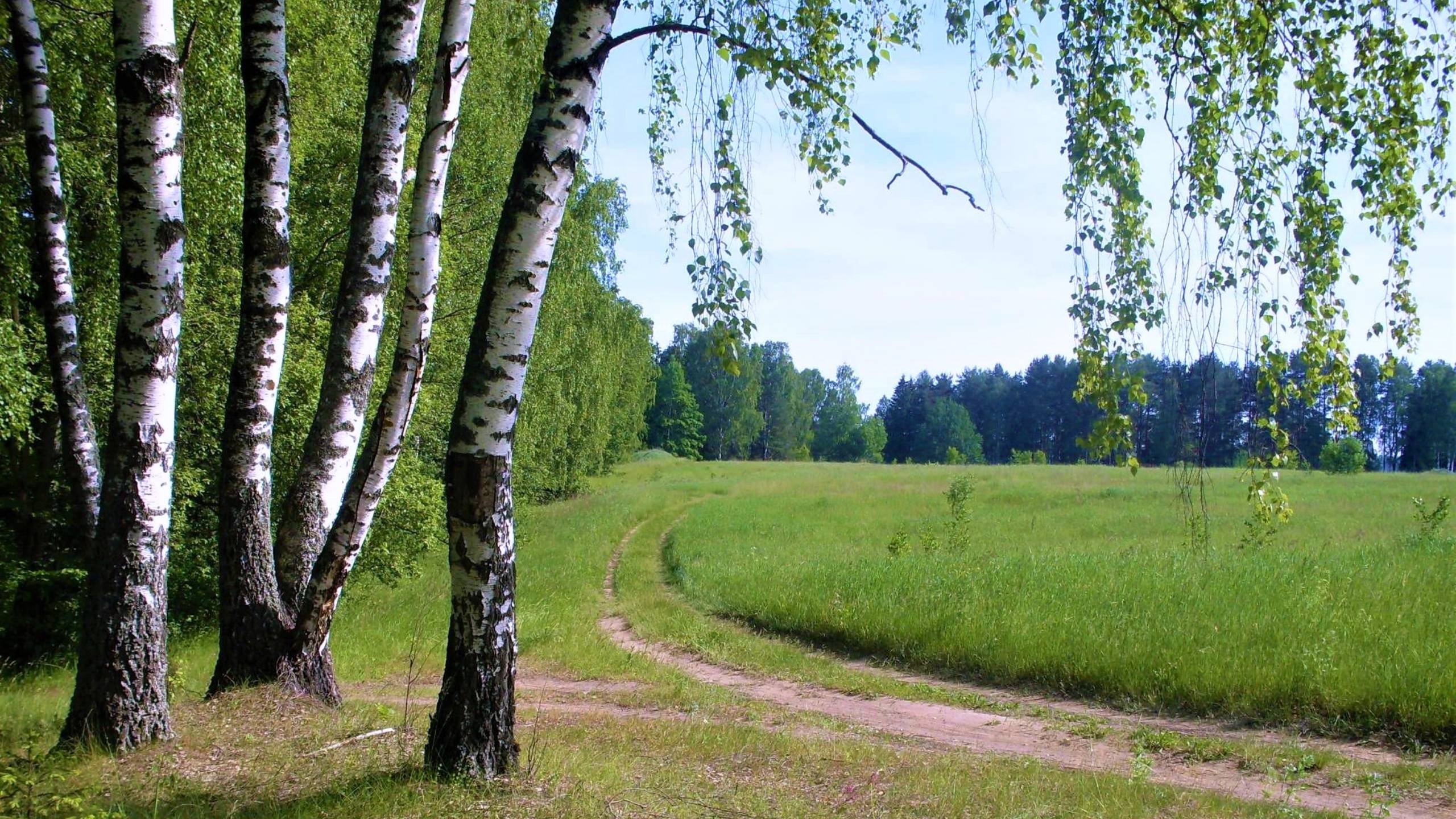 Поездка на Десну(15г.Июнь).Природа Смоленской области.