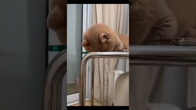 Весёлые проделки кошек и собак – Эпизод 10