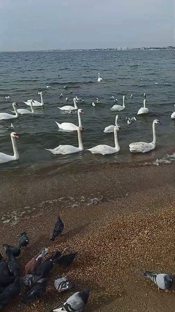 Анапа весной #анапа #beach #пляжный #dronpdl #пляж #март #travel #море #mare