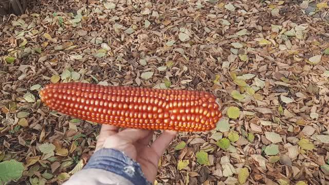 Как выглядит красная кукуруза