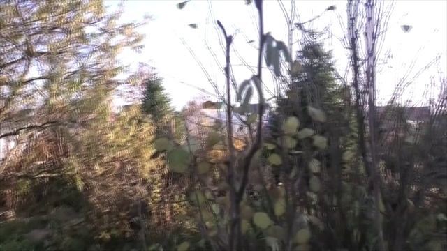 26 09-04 10 2021г лес, дача. Безвременники-выращивание. Новые растения.