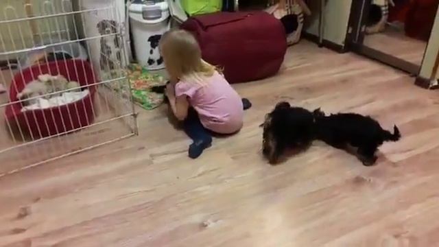 Рэй уже освоился  Гоняет всех