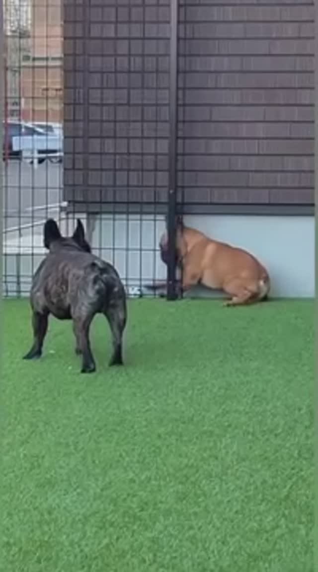 Сборник забавных и смешных видео о домашних животных – Эпизод 52