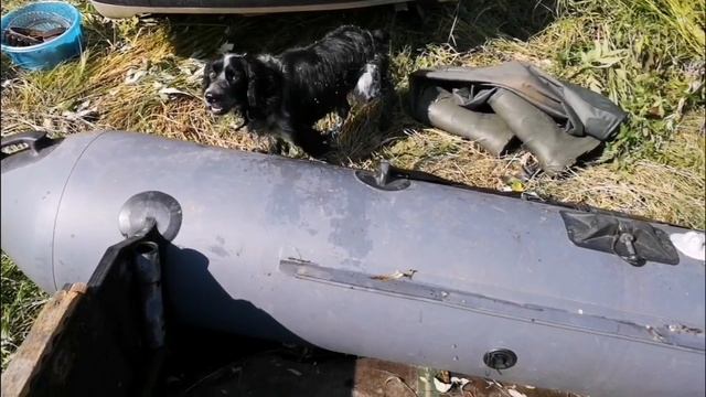 Первый раз мой пёсик подал утку на охоте.