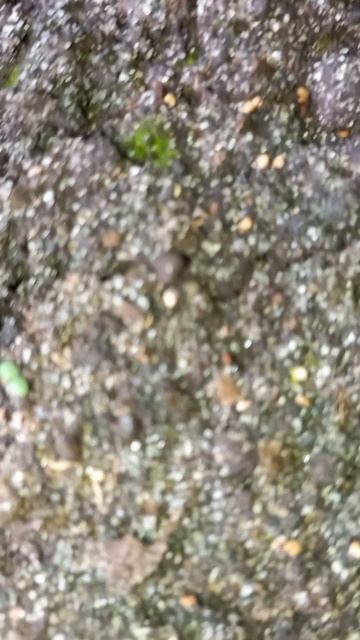 Земляника 2 недели. Продолжаю наблюдать. #земляники #клубника #рассада #сад #огорд