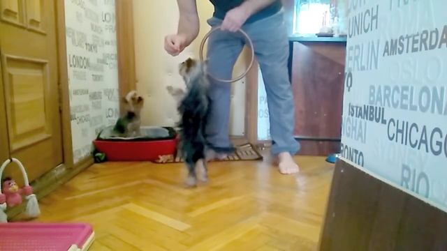 Рэй .Прыжки  в кольцо