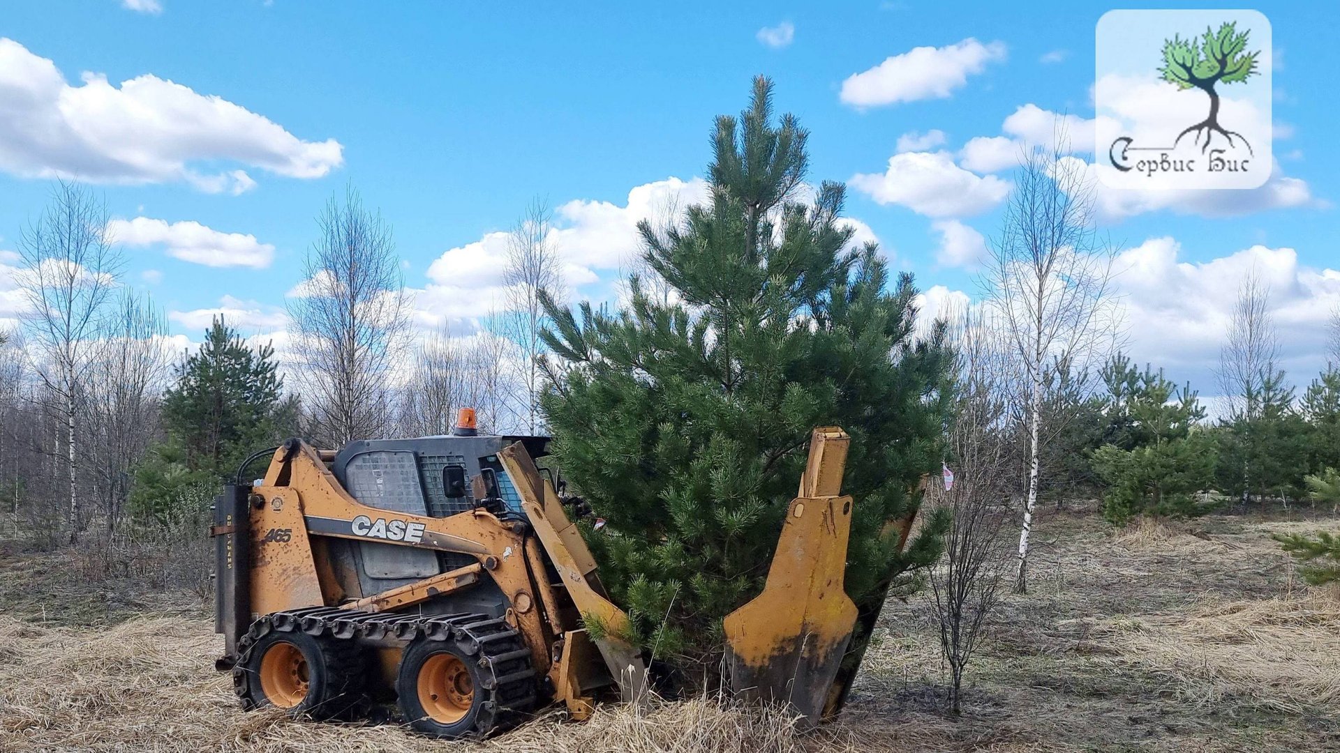 Питомник деревьев Сервис БиС