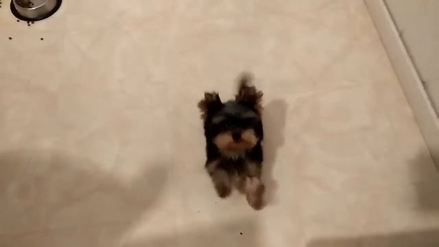 Рэй Сидеть и Голос