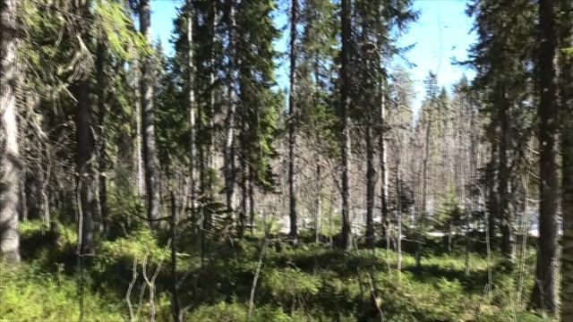 15 04 2021г апрельский лес  и Северная Двина перед ледоходом.