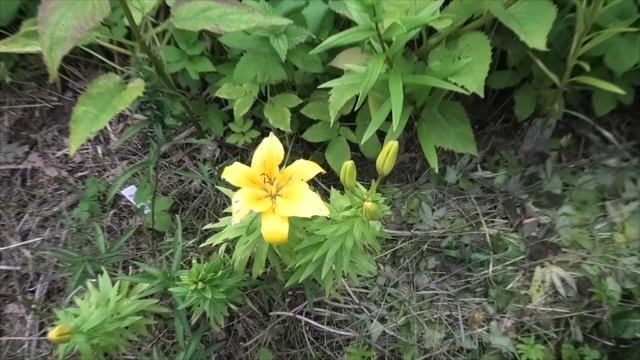 29 07-03 08 2021г тляедка ,цветы.огурец кузя