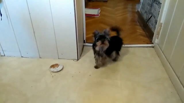 Рэй команды