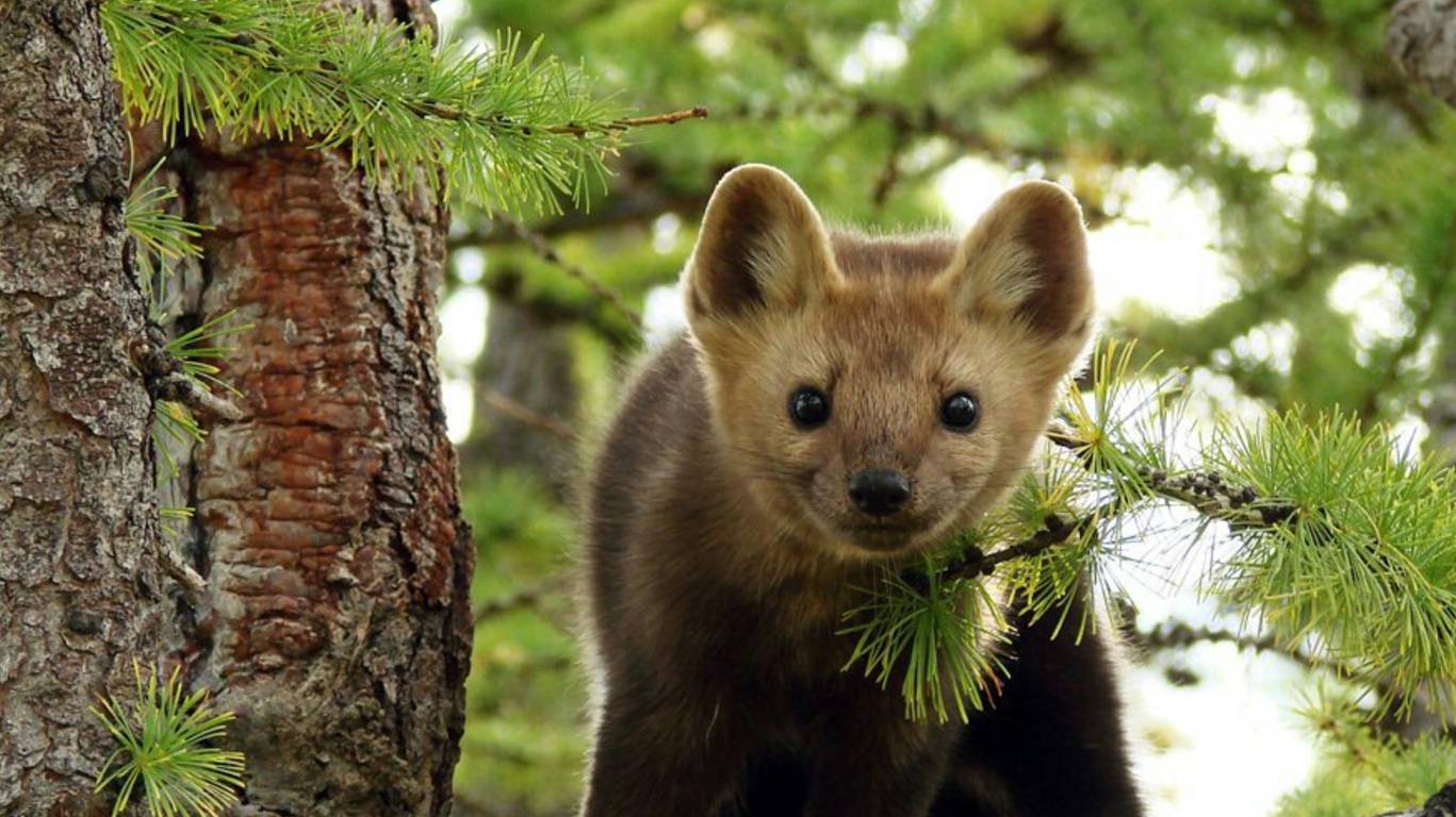 Закрытие охоты на куницу.
