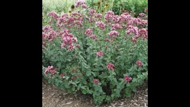 Душица обыкновеная для лечения и профилактики целого ряда заболеваний