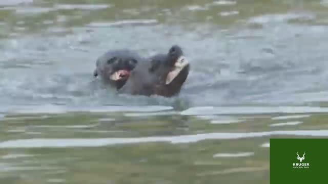 Бой двух гиен
Отблагодарить:
4276 3800 4614 2027
СБЕР
#двегиены #бой #гиены #юар #африка