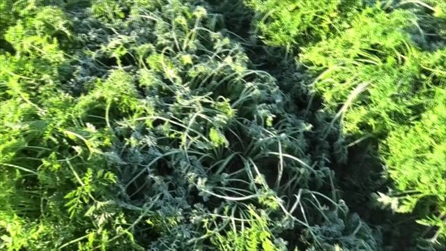 22-23 09 2021г заморозок, луна, морковь - уборка и сортировка.