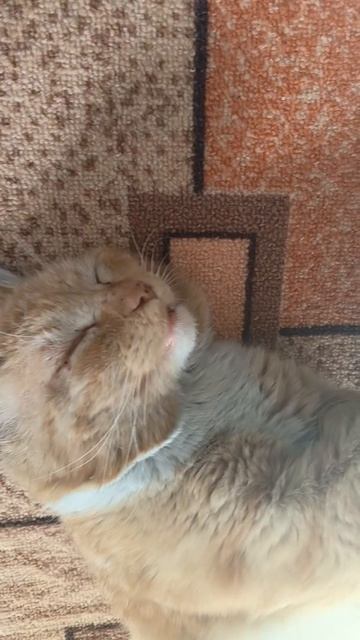 Наш лежебока 😺