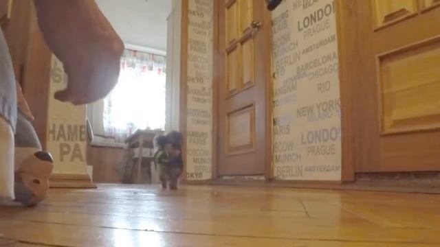 Рэй Аппорт