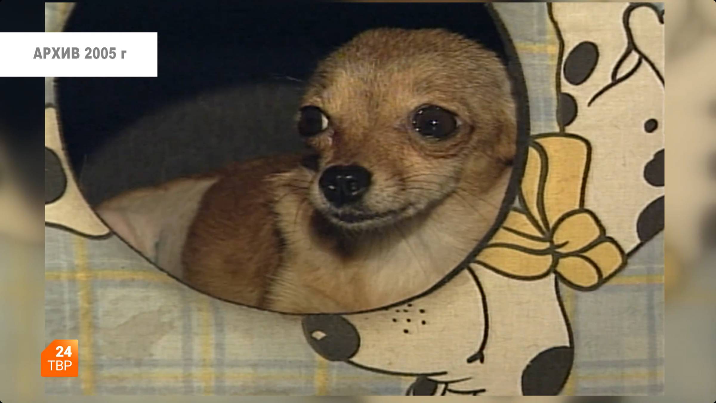 Уход за четвероногими питомцами | Элита