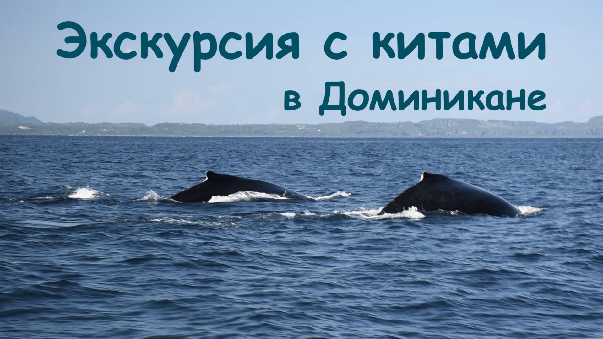 Киты в Доминикане и Остров Бакарди.