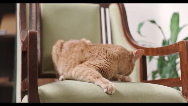 Валентинка-апельсинка (песня под гитару)