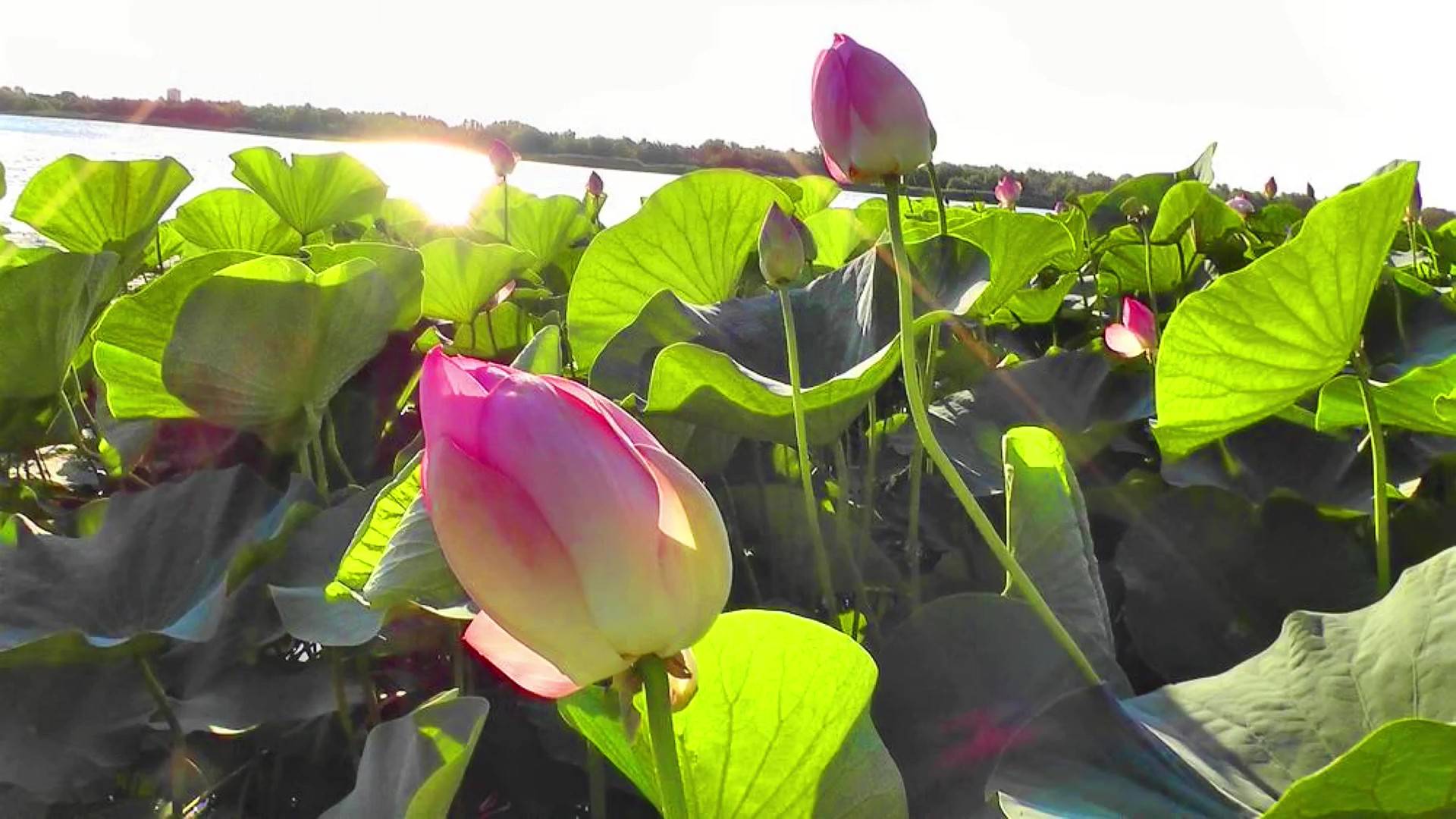 Лотосовые поля.Звуки природы.Флейта